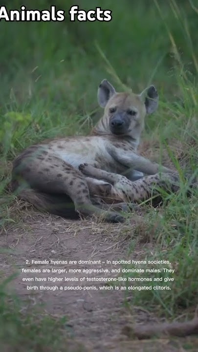 mind-blowing facts about hyenas#wildlife#anime#animal#humor#education ...