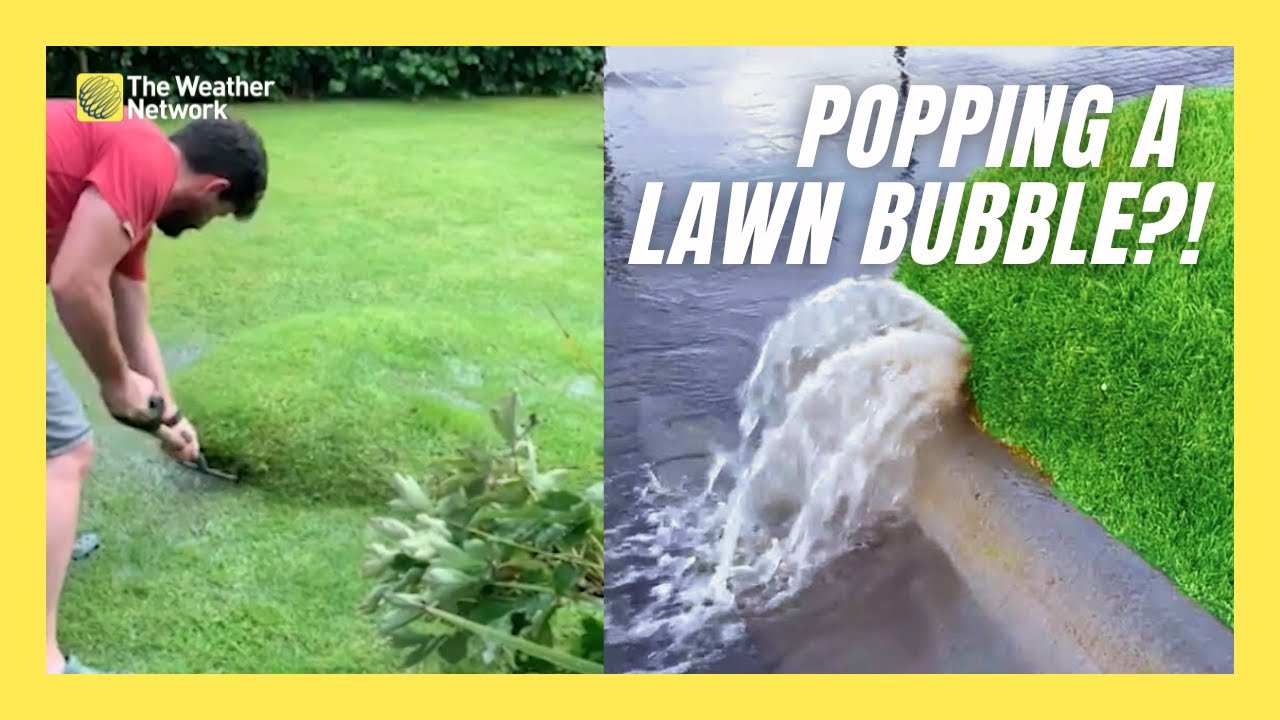 Ever Noticed Water Bubbles in Your Grass? Here's What to Do - YouTube
