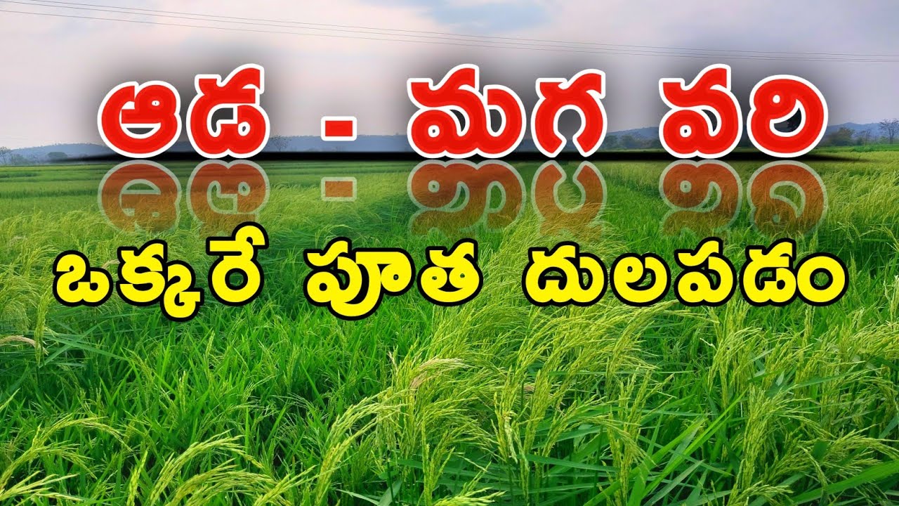 ఆడ మగ వరి ఒక్కరి తో పూత దులుపొచ్చు | paddy seeds | male female paddy ...