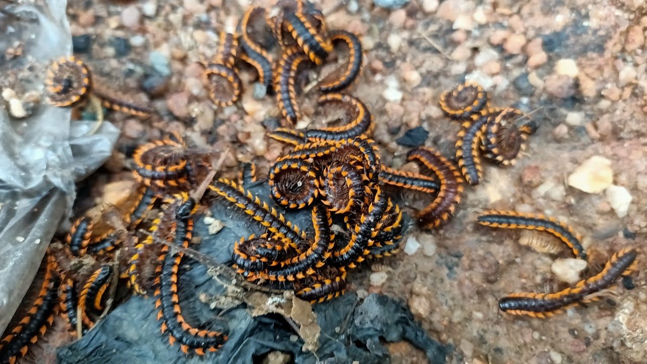 Worms live in large clusters of weeds - YouTube