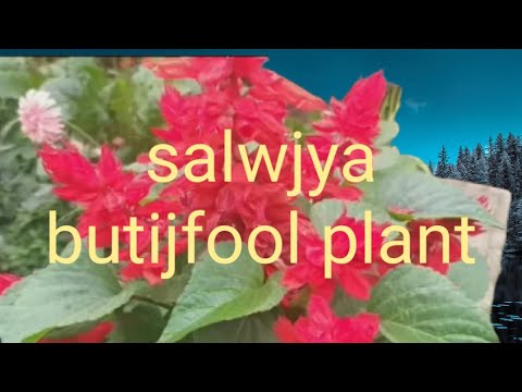 Salwiya beautiful plant/ mahendra Patel