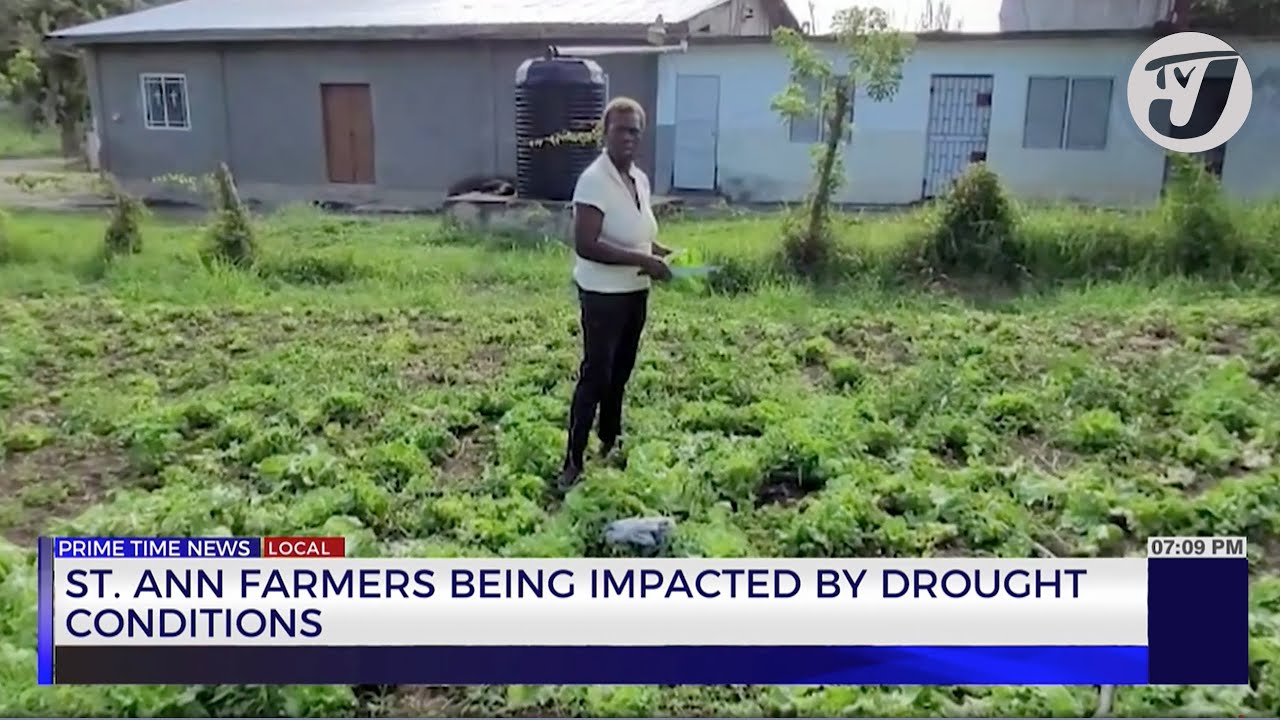 St. Ann Farmers Being Impacted by Drought Conditions | TVJ News - YouTube