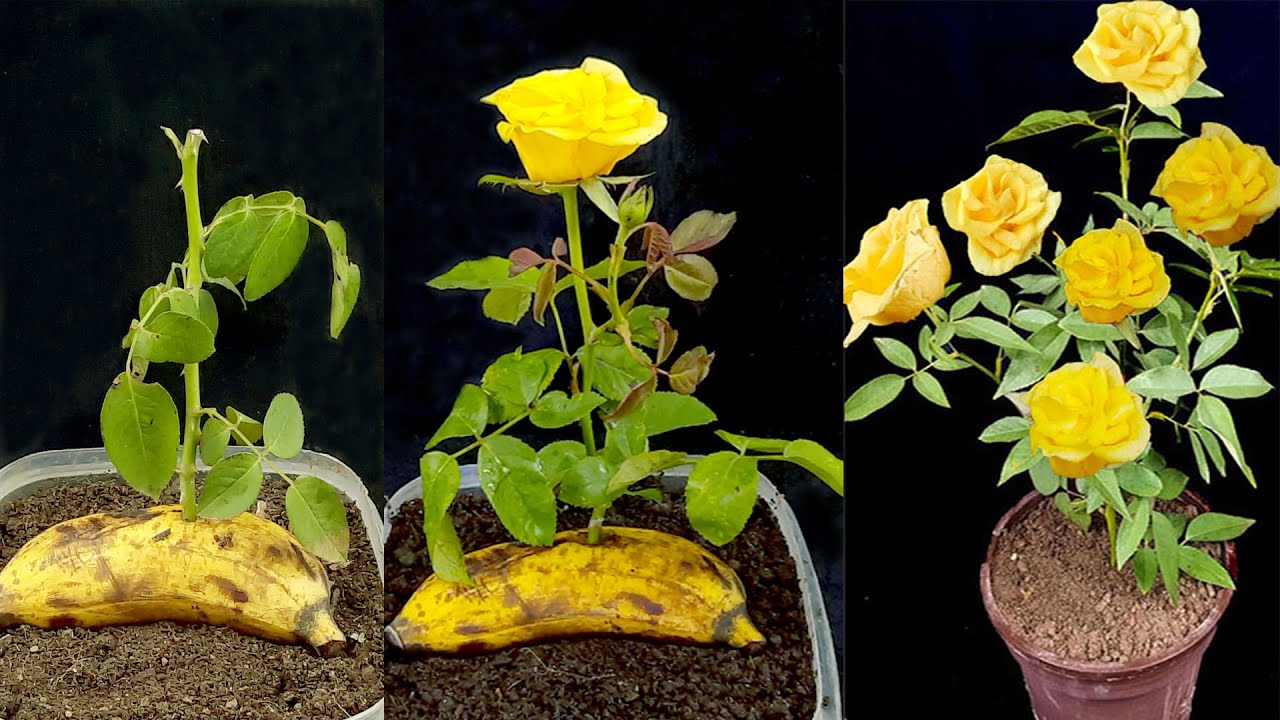 How to grow Roses from cuttings in Banana for beginners - YouTube