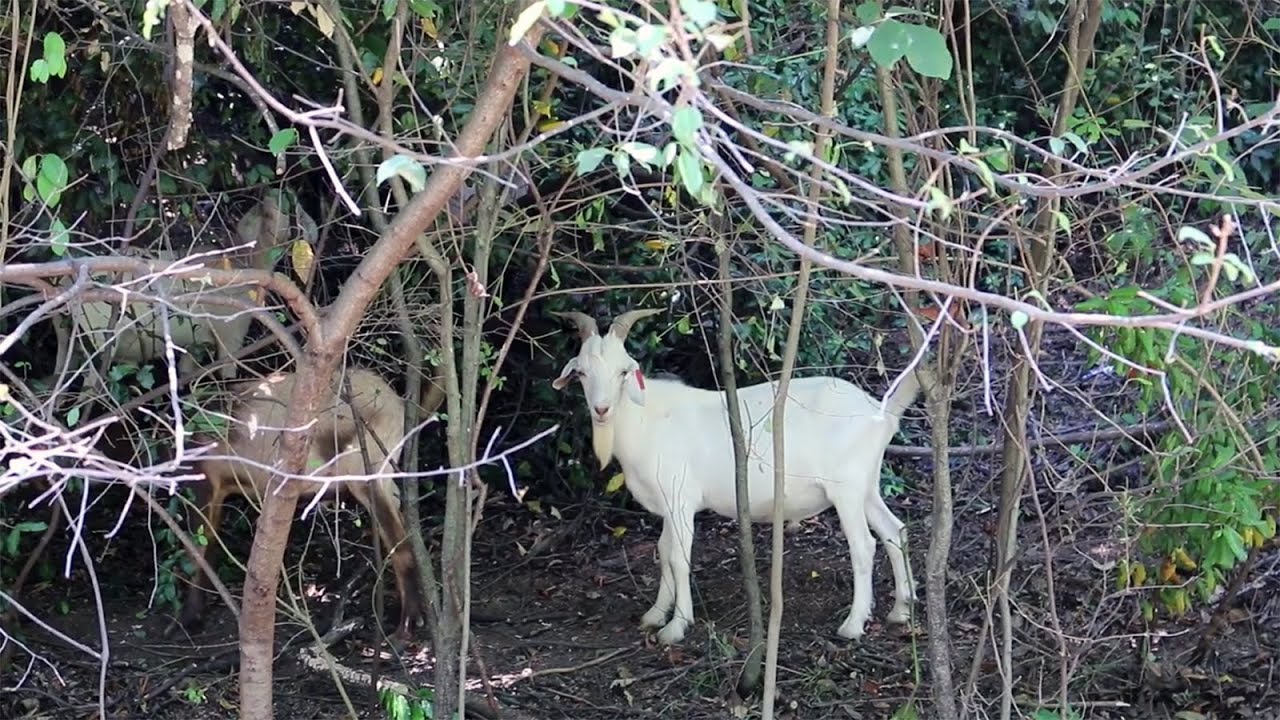 Goodbye to the goats - YouTube