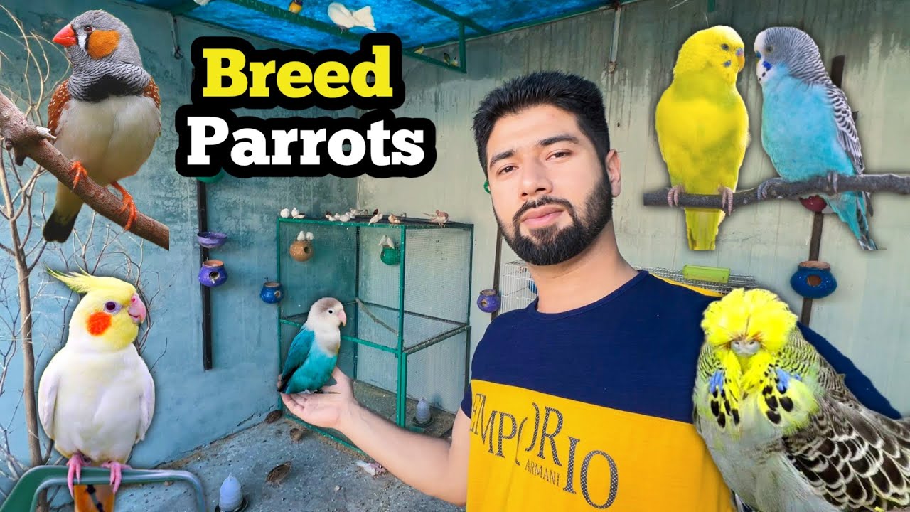 How to breed budgies parrot zebra finches and doves | Birds breeding ...