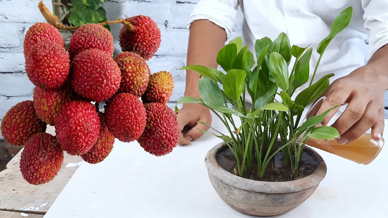 Lychee Peel fertilizer for plants! Best homemade organic fertilizer ...
