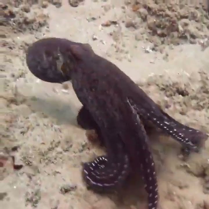 Polvo dá show de camuflagem. - YouTube