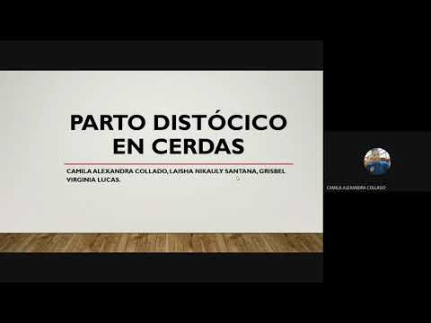 parto distócicos en cerdas