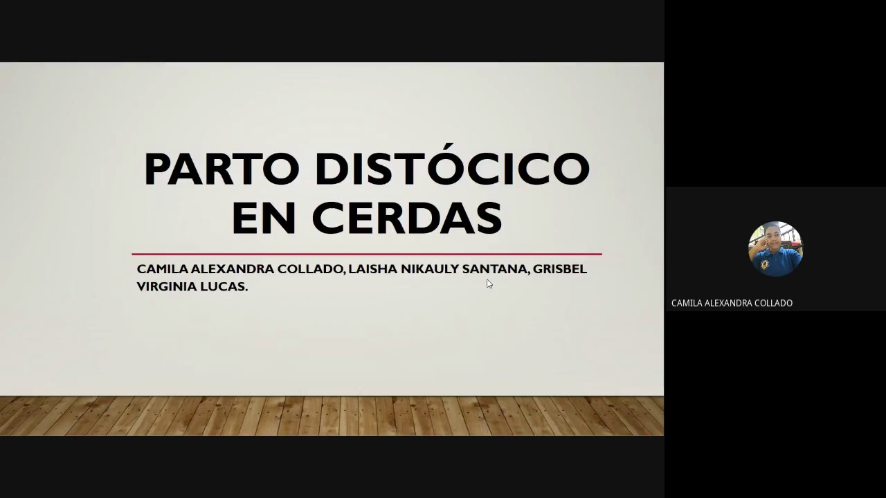 parto distócicos en cerdas - YouTube