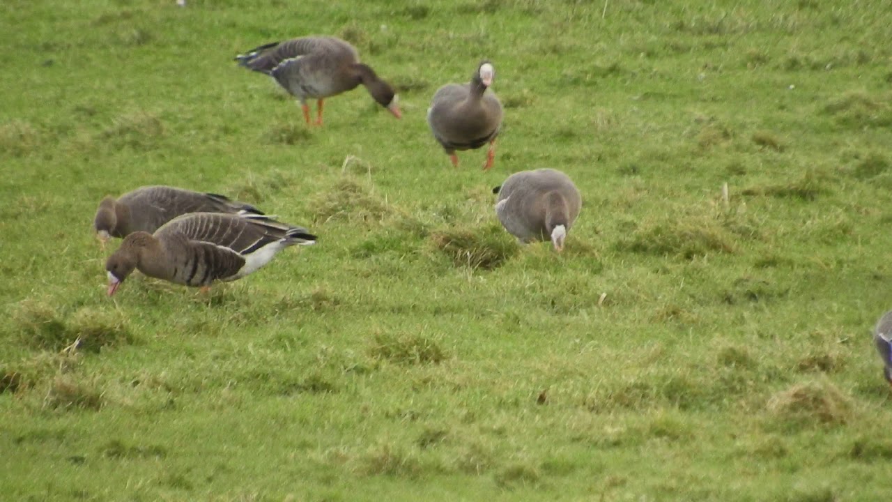 Gans, Kolgans 41 Brandgans 2 Nijlgans 2 Biesbosch 180123 7 - YouTube