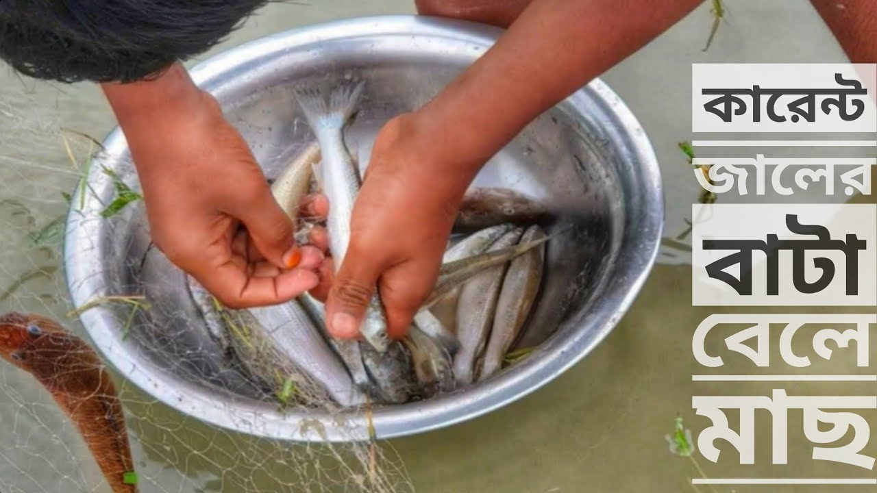 Rainy Season Beat Current Net Fishing Techniques Catching Catfish ...
