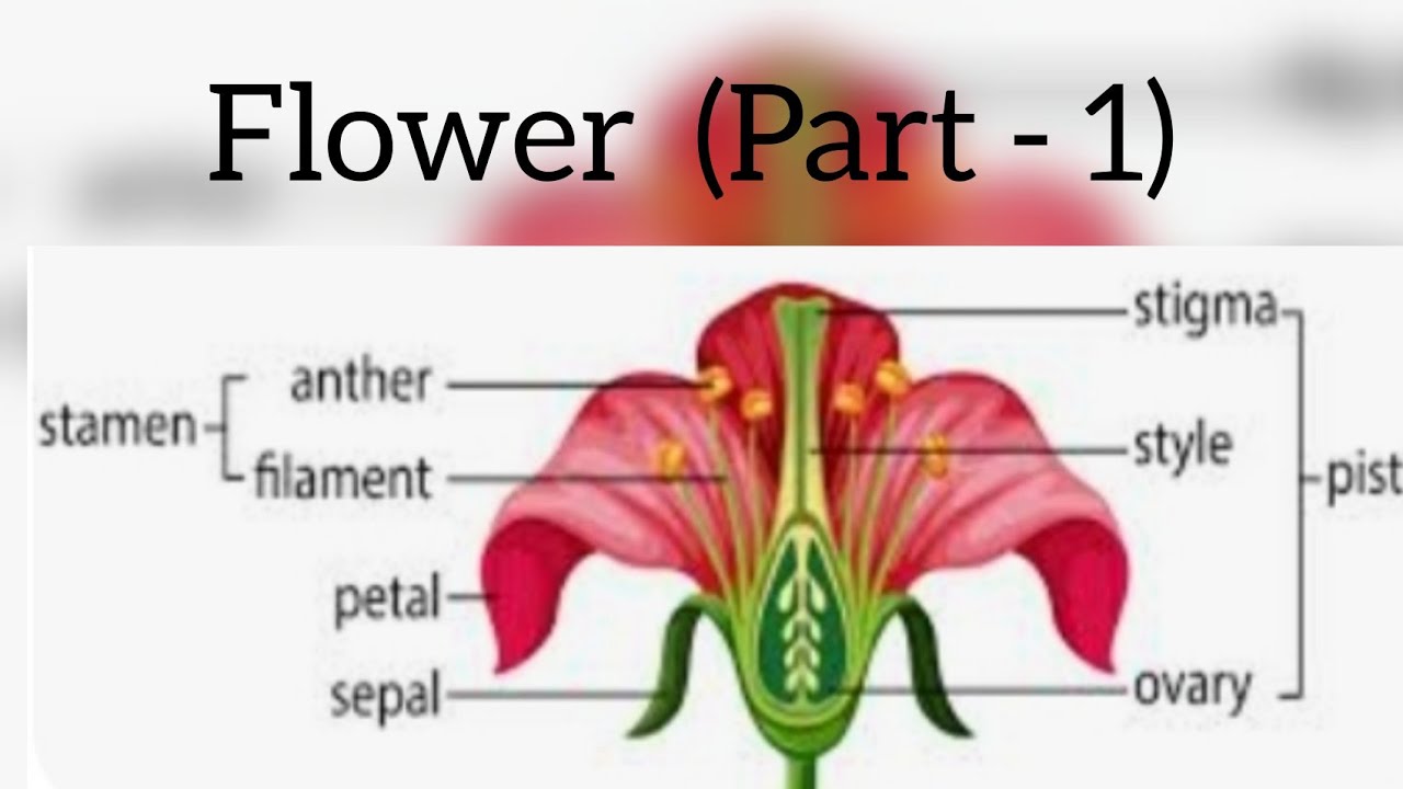 Flower - Getting to Know Plants - Activity 10/ Class- 6/ Science/ NCERT ...