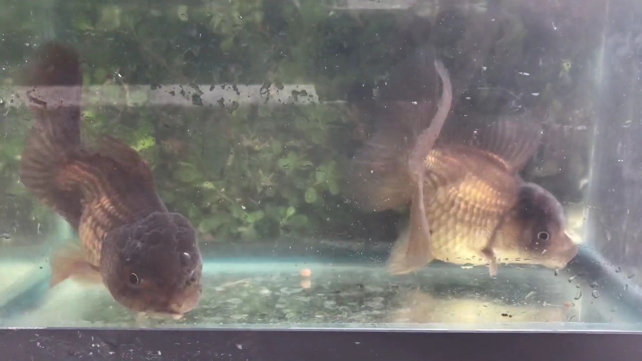 Goldfish importados, Pareja de Oranda Chocolate 😍 - YouTube