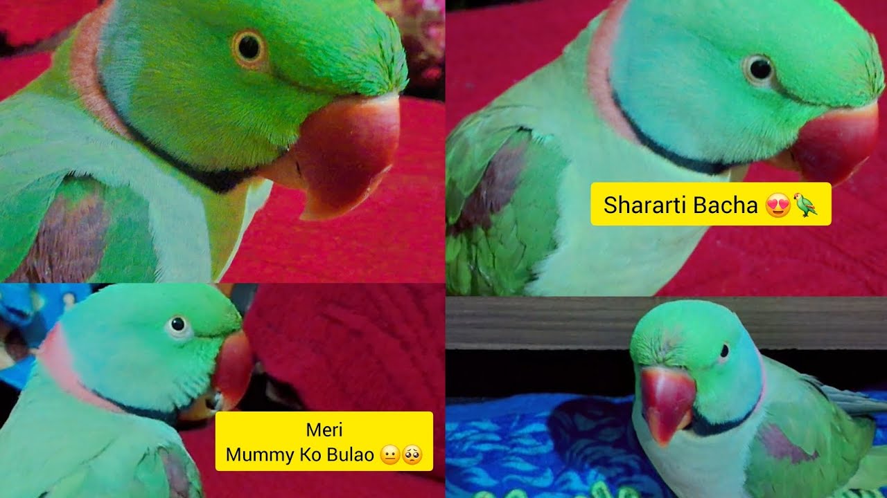 Shararti Tota 😍🦜 | TALKING PARROT | Funny Laughing Parrot | - YouTube