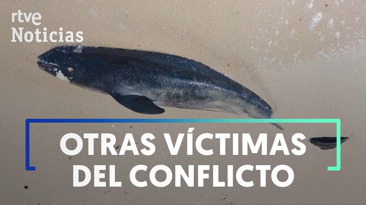 GUERRA UCRANIA: Al menos 50.000 DELFINES han MUERTO en el MAR NEGRO ...