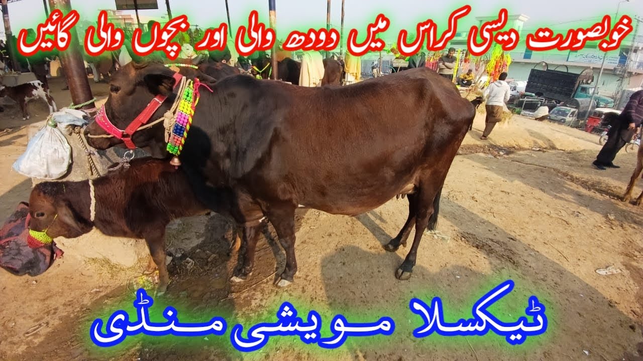 Desi milking cow taxila mandi update !! Dood wali cow !! Taxila mandi ...