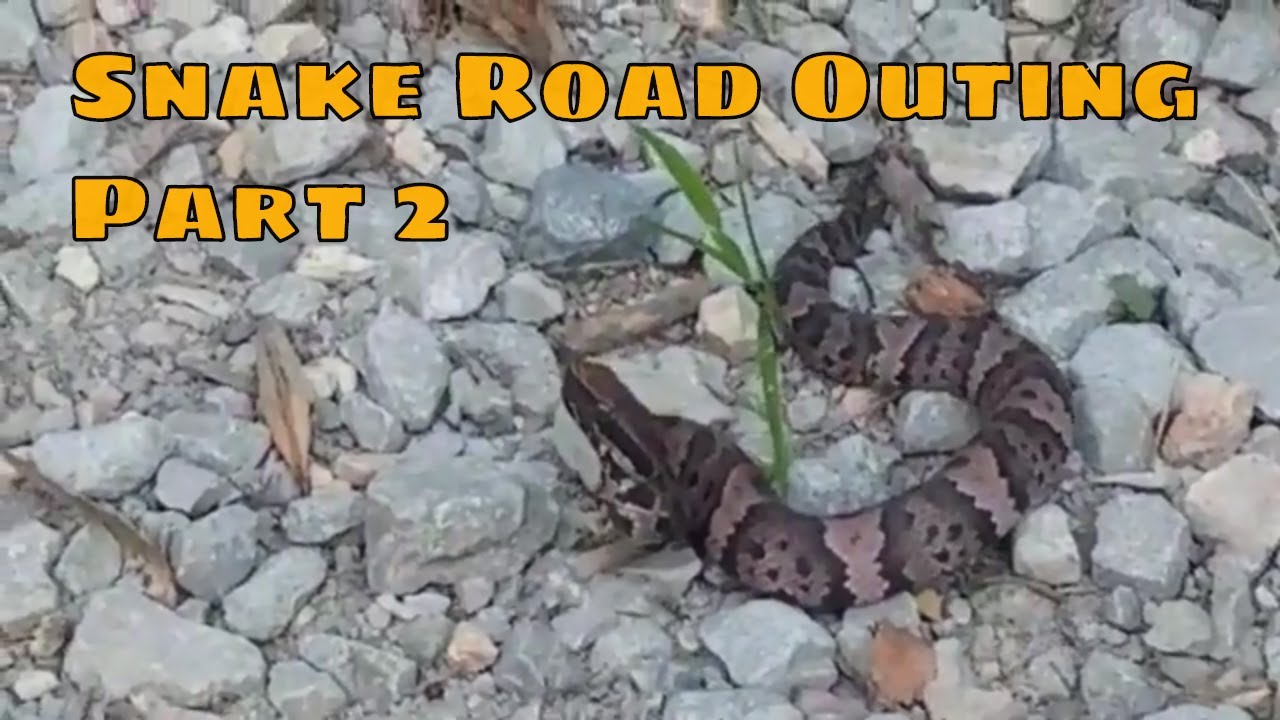 Snake Road Outing, Part 2 - More Snakes, More Fun! - YouTube