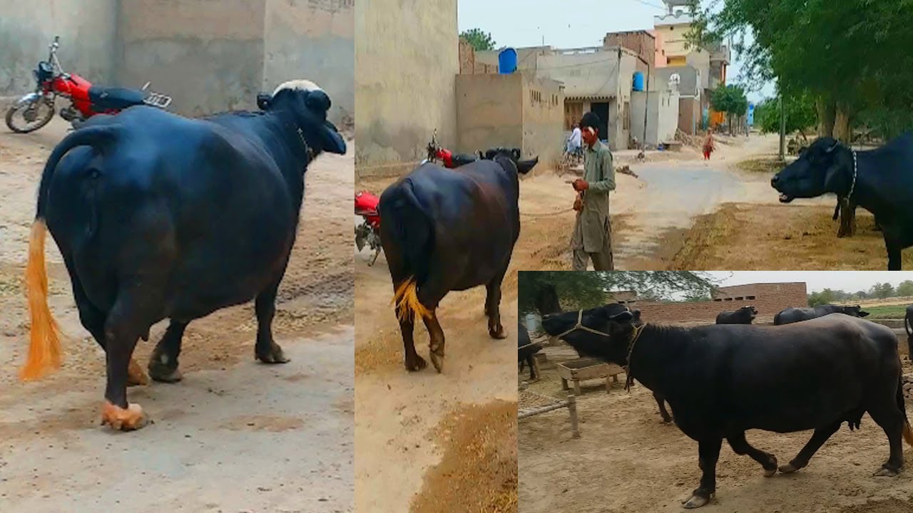 Excellent beautiful nili ravi buffalo in pakistan | Buffalo farming [13 ...