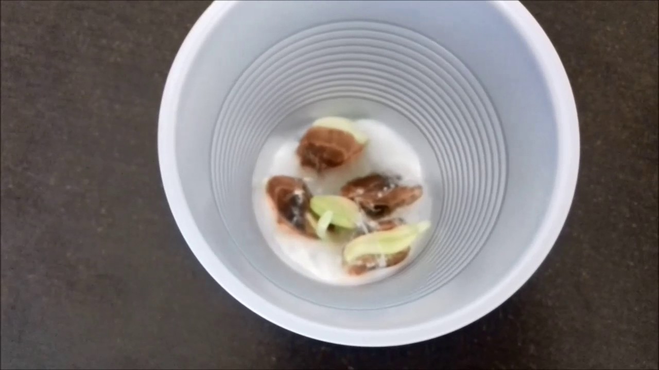 COMO GERMINAR UNA SEMILLA DE PAROTA (PROYECTO BONSAI) - YouTube