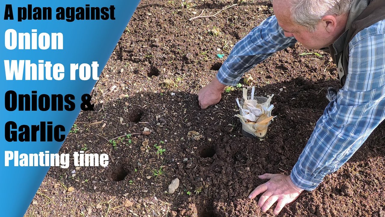 Onion & Garlic planting, a plan against White Rot; and Couch grass ...