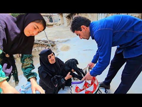 Osool-e Din’s Urgent Journey | Seeking Help to Protect His Flock