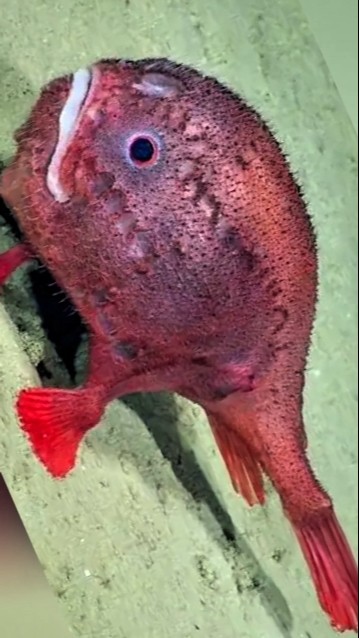 Coffinfish: The Deep-Sea’s Bioluminescent Enigma with a Ghostly Glow 🌊💡 ...