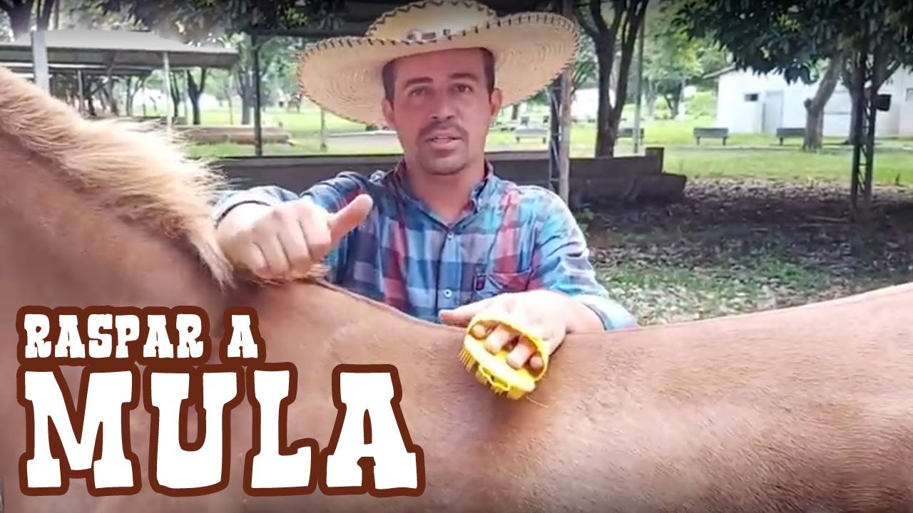 Ensinando como raspar Mula do jeito certo - YouTube