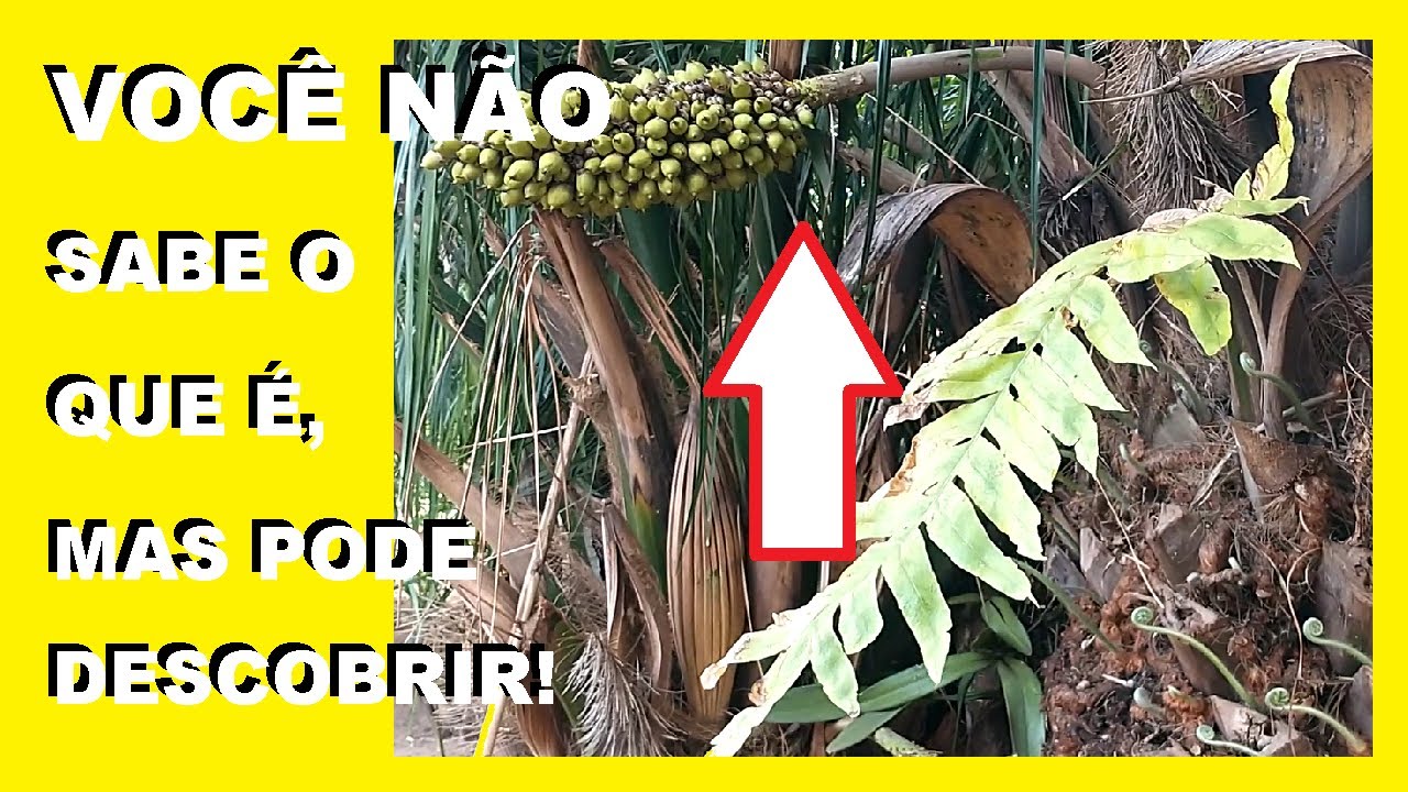 Coqueiro nativo do Brasil / Coconut tree native to Brazil - YouTube