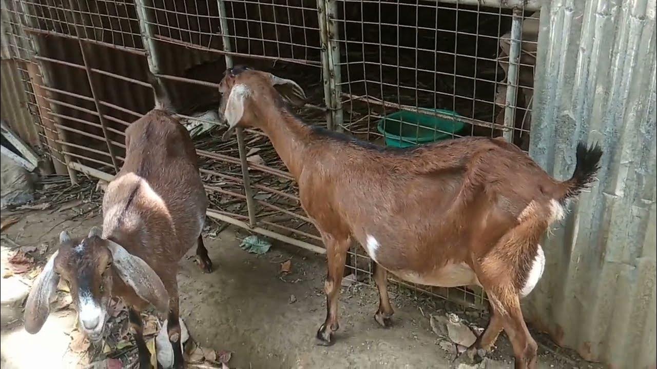 Cross breeding Anglo Nubian and Native goats - F2, F1, and Native kids size comparison and ...