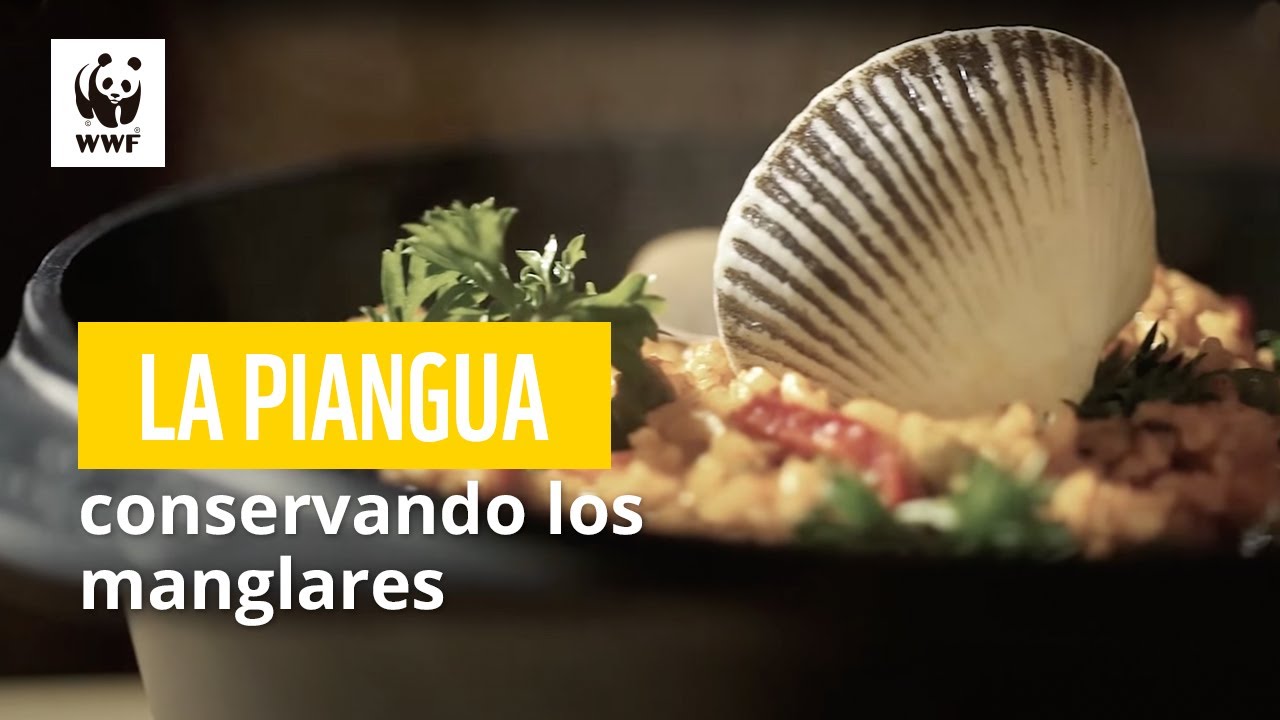 La Piangua, conservando los manglares - YouTube