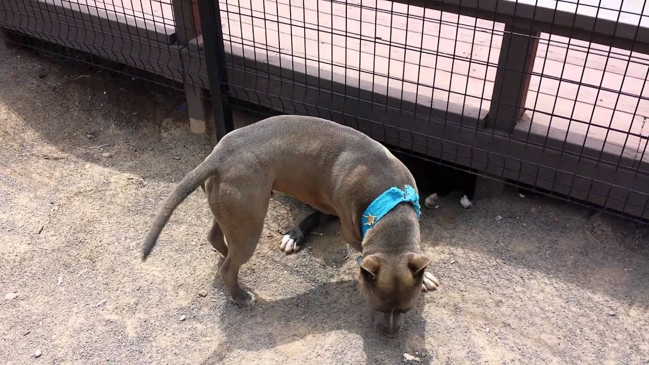 Pittweiler Basil - YouTube