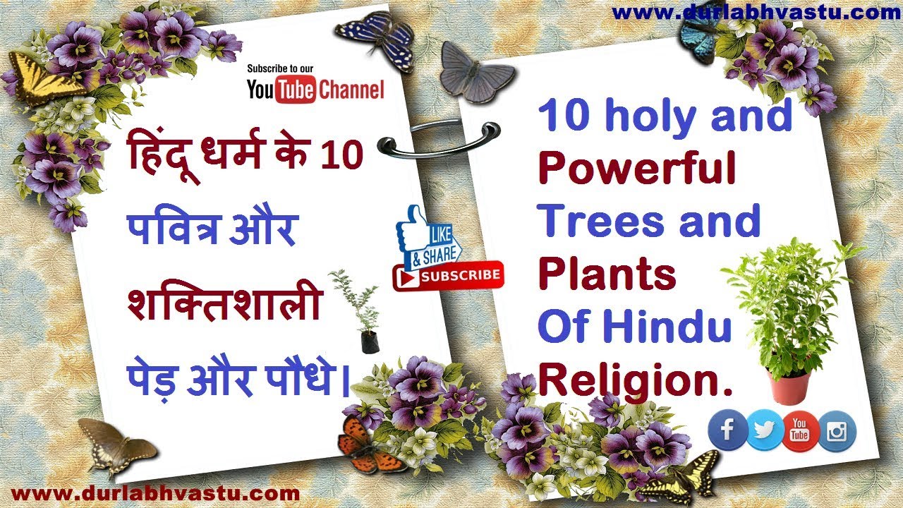 10 holy and powerful Trees and plants Of Hindu religion. - YouTube
