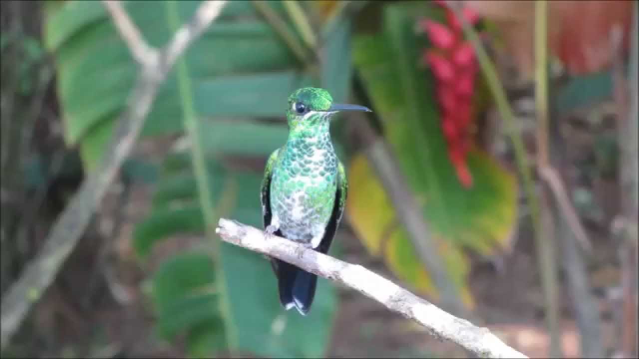 HummingBird Garden Arenal, Costa Rica - YouTube