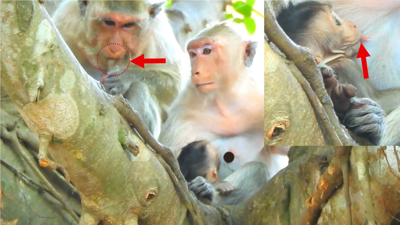 The SAM monkey was b/it_te-n by MaMa RANA and s/cre-am-ed w/hi+le ...