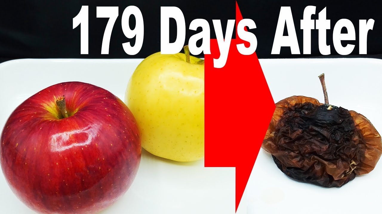The Rotting Apples Timelapse!!! - YouTube