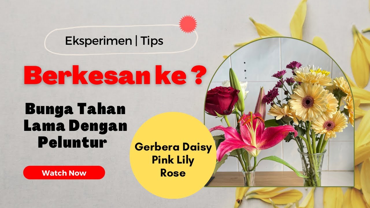 Eksperimen Cara Jaga Bunga Segar Tahan Lama Menggunakan Peluntur - YouTube