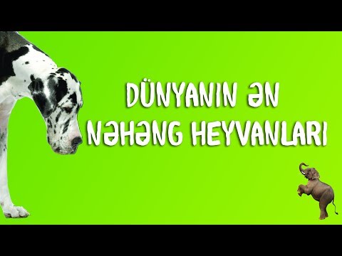 İNSANLARI HEYRƏTƏ SALAN HEYVANLAR - QORXULU FAKTLAR
