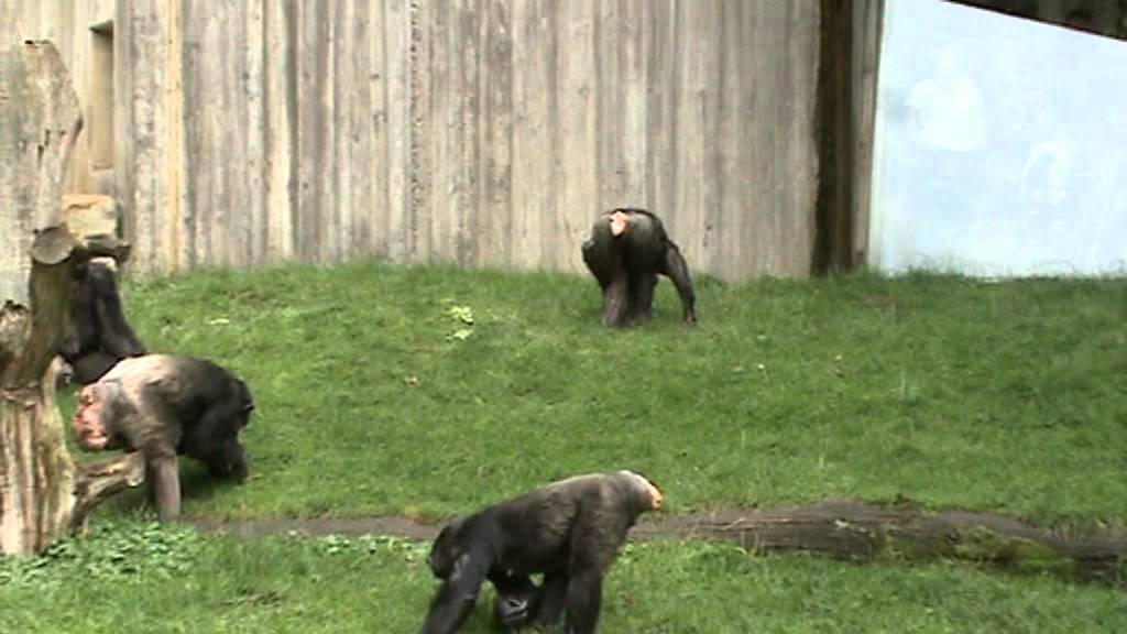 Verrückte Zoowelt: Schimpansen Affenpo Parade - YouTube