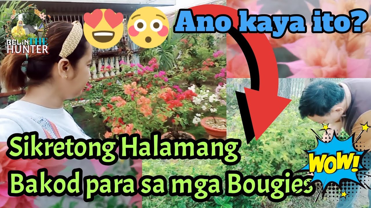 Halamang Bakod para sa ating mga Bougainvillea | Pro-tips from BelinTHE ...
