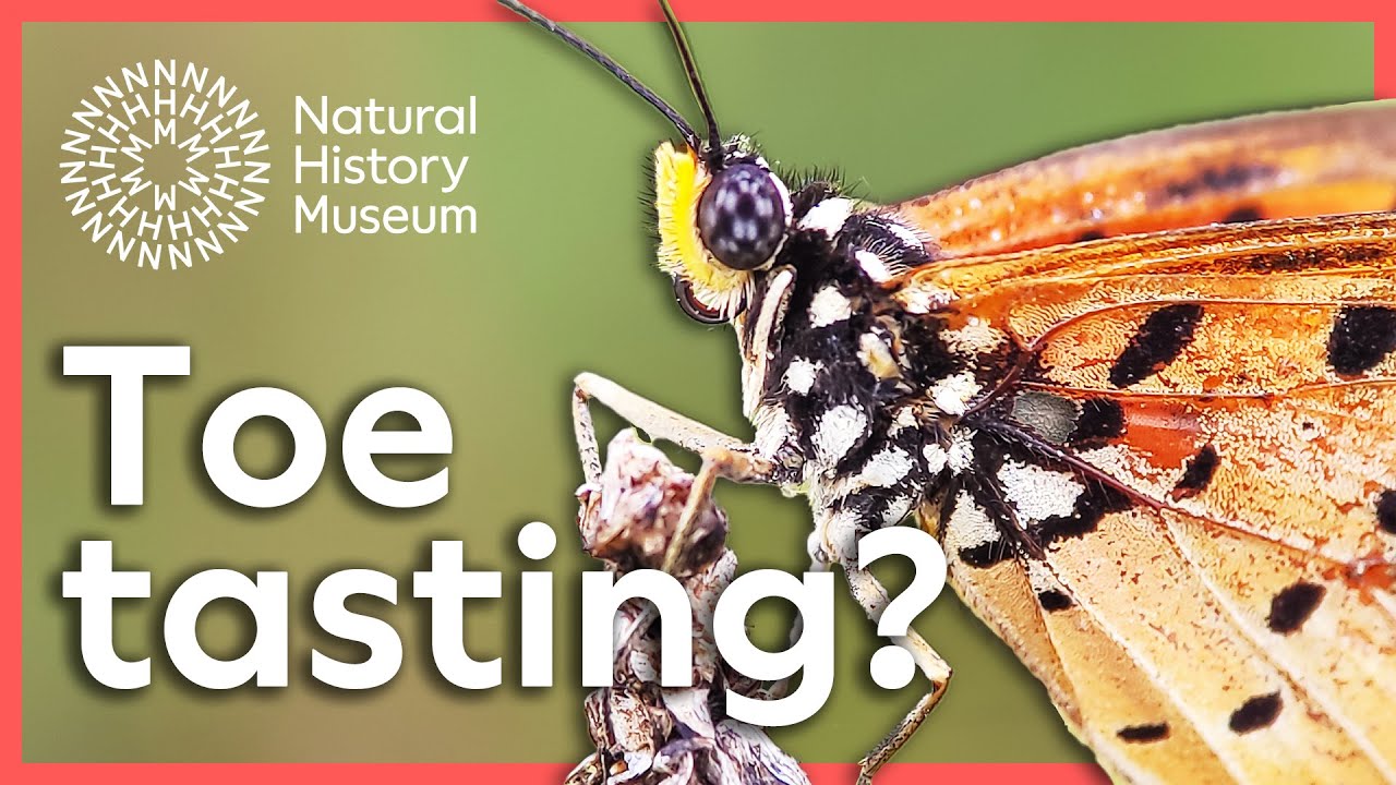 Why do butterflies taste with their feet? | Surprising Science - YouTube