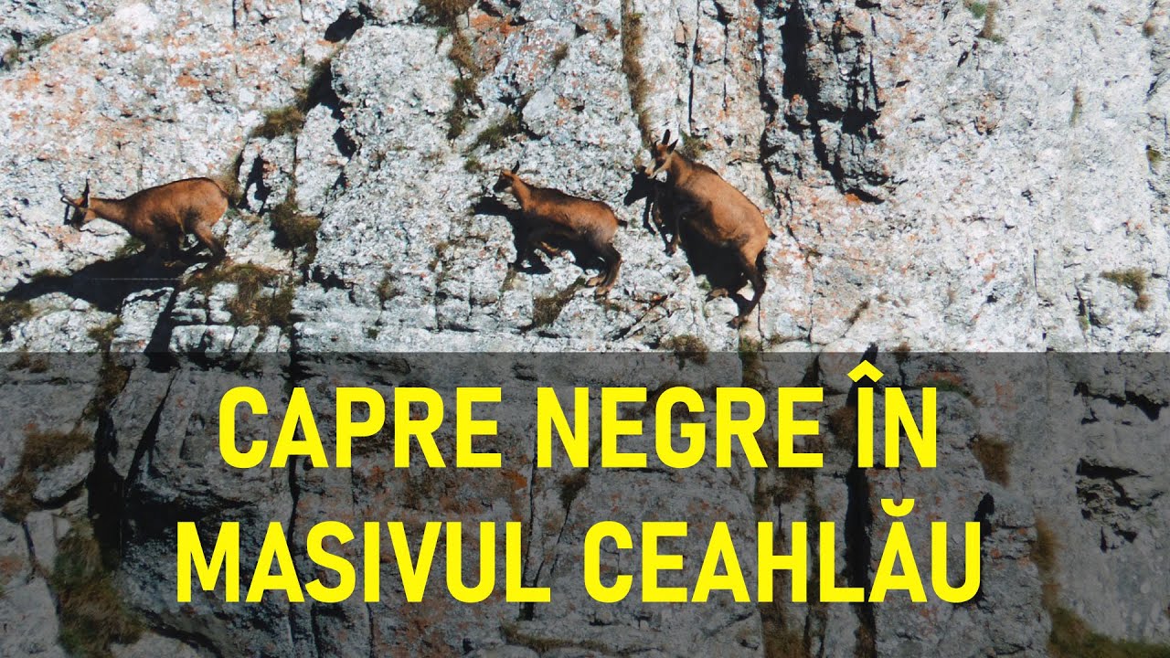 Capre Negre în Masivul Ceahlău / Alpine chamois (black goats) on ...