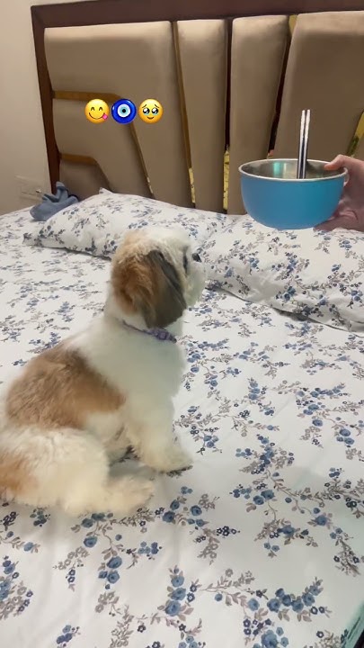 🧿😋🥹🎀#youtube #pets #viralvideo #trending #funny #ytshorts #petlover #dogshorts #shihtzu - YouTube