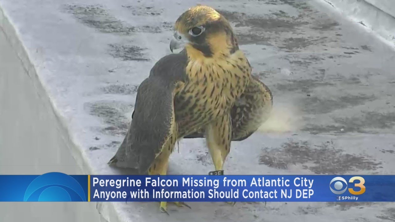 Peregrine Falcon Missing From Atlantic City - YouTube