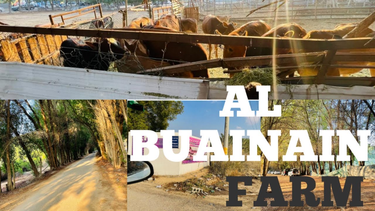AL BUAINAIN FARM VISIT |DAMMAM|JUBAIL |Weekend Vlog - YouTube