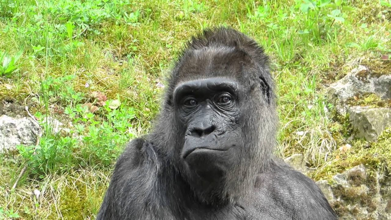 Gorilla Oma Fatou im Zoo Berlin - YouTube