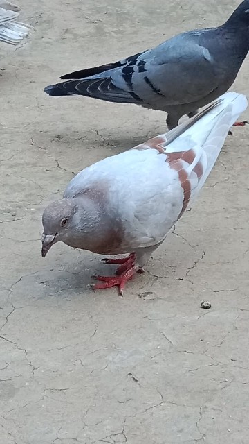 #pigeon #kabutar #kabootar #pigeonlover #birds #pigeonstatus # ...
