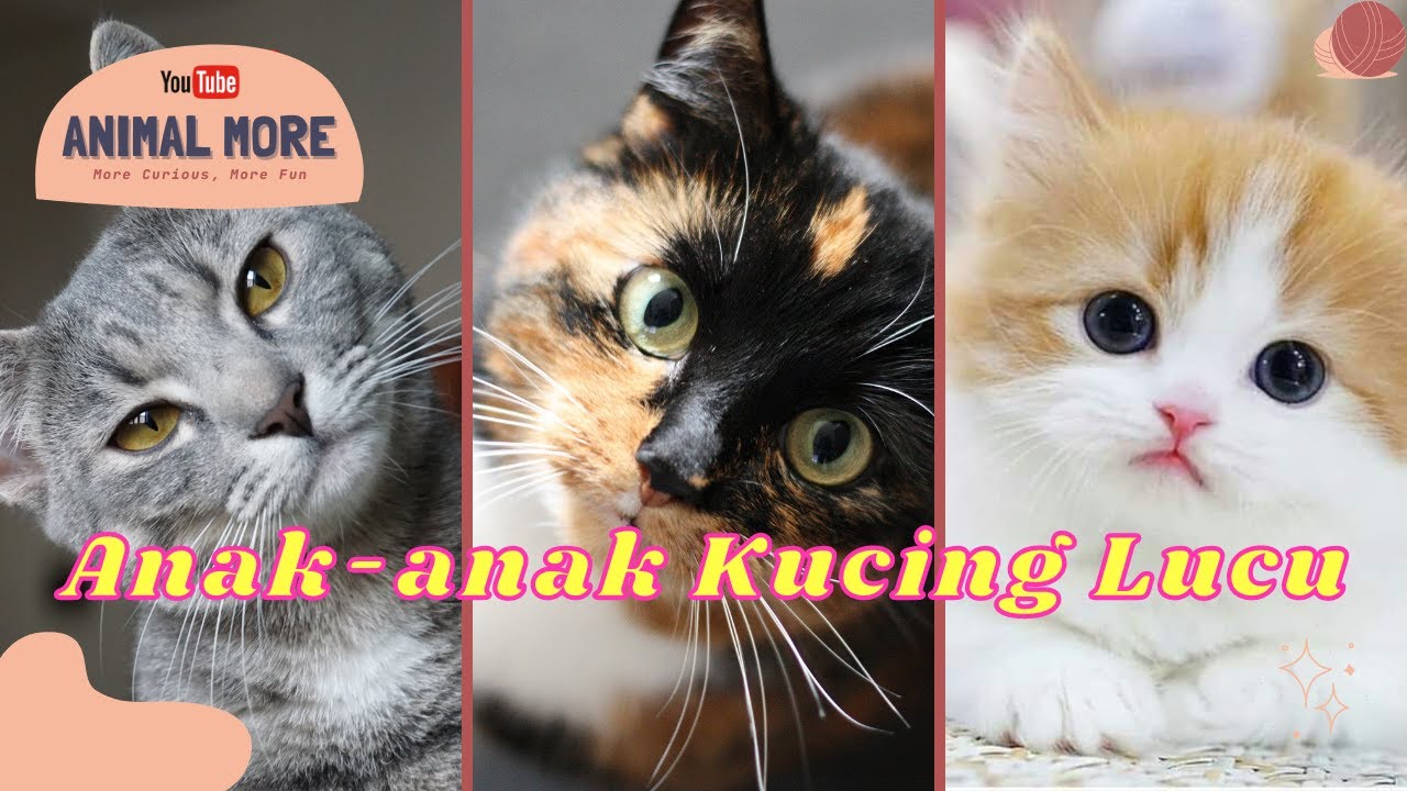 Anak Kucing Makan Bareng Ayam American Silkie - Funny Cat Kitten Animal ...