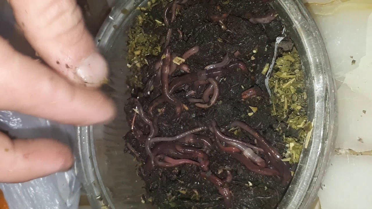 COMO HACER COMPOST CON YERBA MATE Y CASCARAS DE MANDARINA. - YouTube