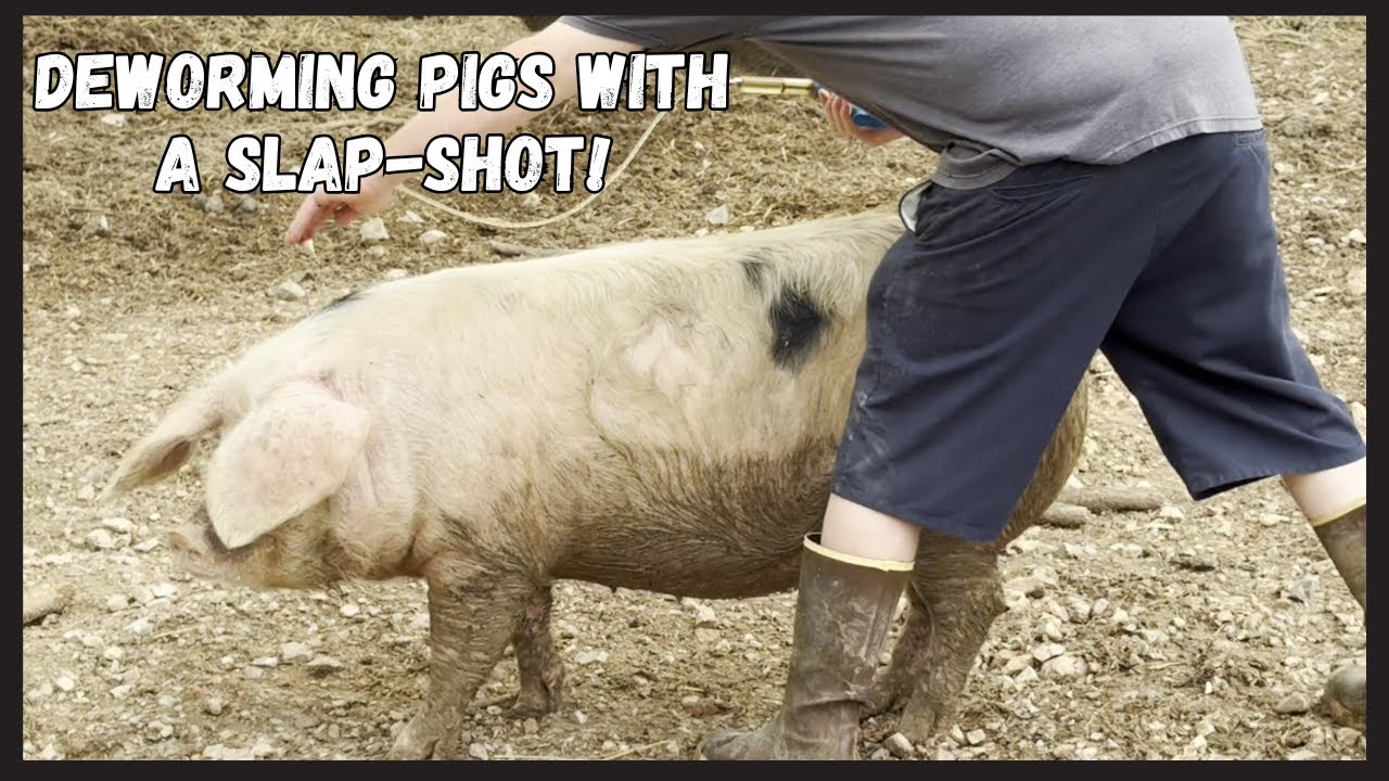 How To Worm Your Pigs The Easy Way! With A Slap-Shot! Treats Mites ...