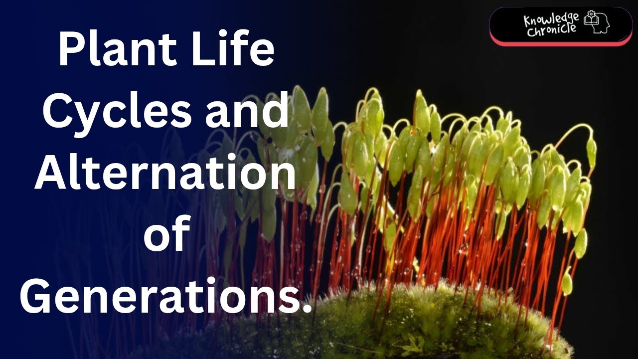 The Life Cycle of Plants: Alternation of Generations - YouTube